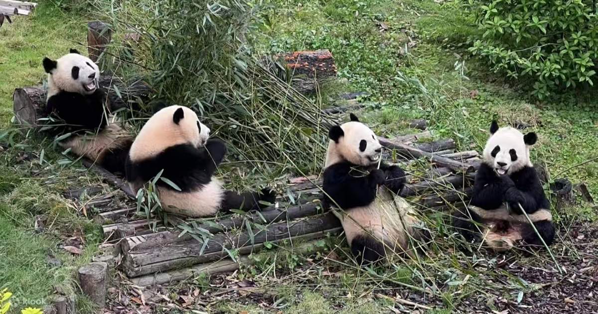 Sichuan Chengdu + Giant Panda Base + Sanxingdui Boutique 1-Day Tour ...