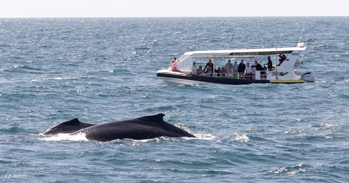 Coastal Express Mooloolaba Whale Watching Experience - Klook Hong Kong