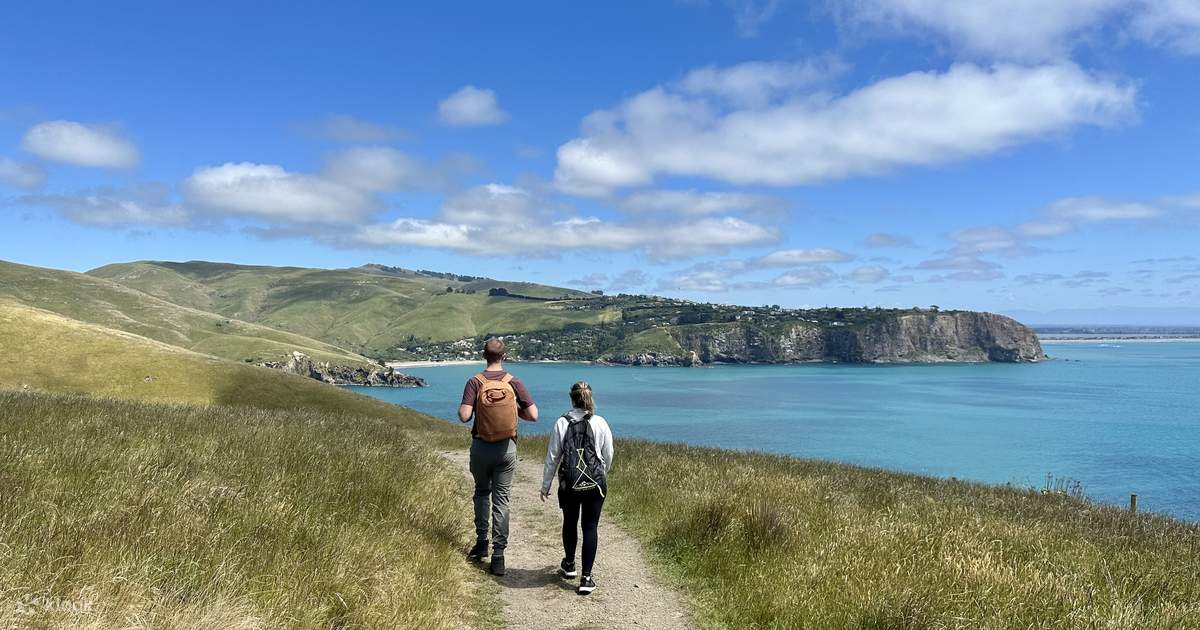 Christchurch Godley Head Loop Trail Full-Day Small Group Walking Tour ...