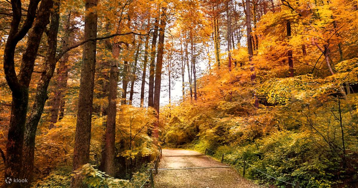 Color of Nature | Hidden Nature Day Tour Near Seoul - Klook, Vereinigte ...