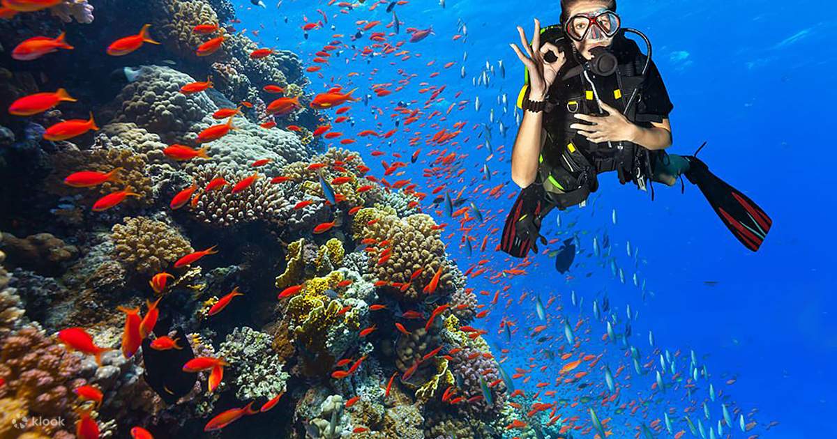 Terokai Keindahan Terumbu Napaling dengan Pengalaman Selam Skuba yang ...