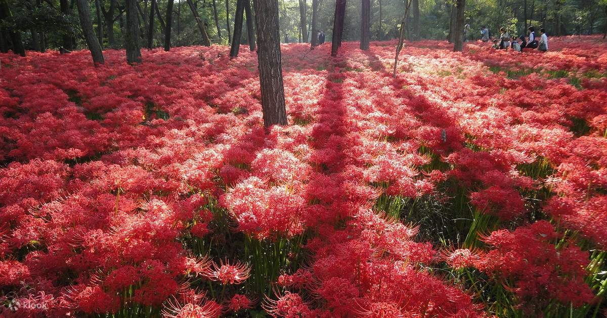 【Saitama Flower Viewing Day Tour】"Sea of Flowers on the Higanta Field ...