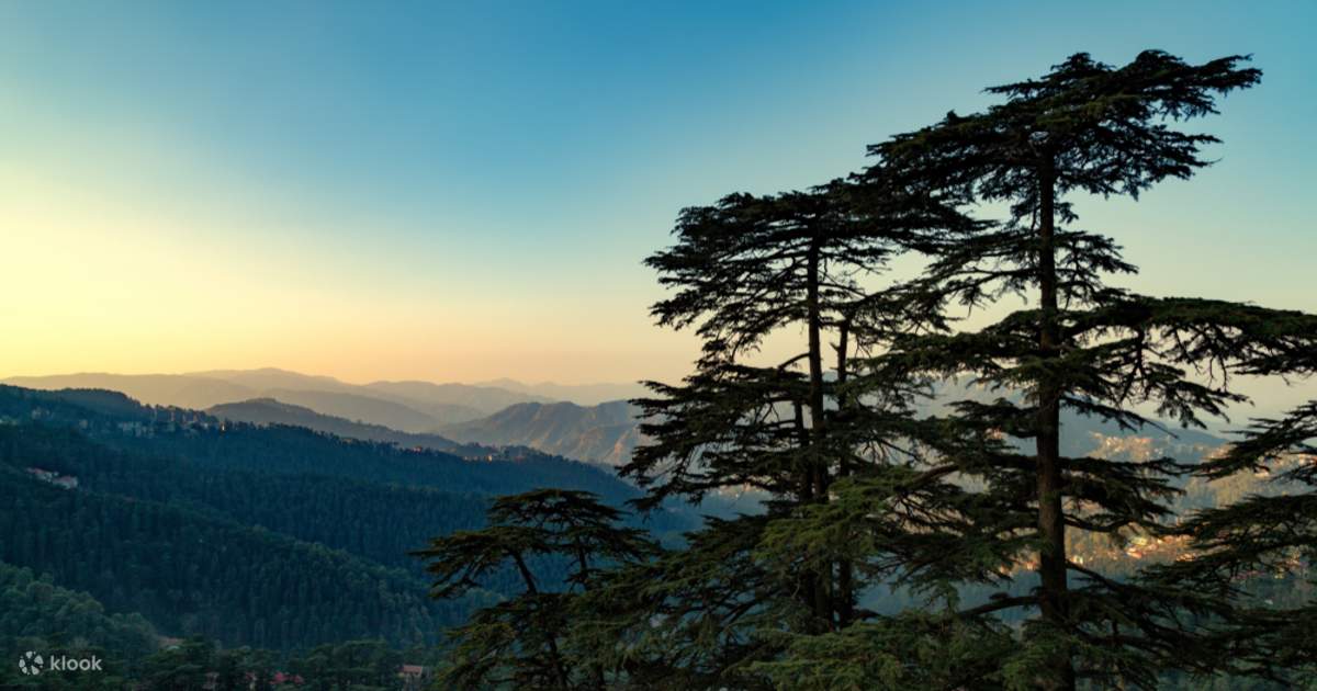 Exploring Fauna & Flora: Guided Trek in Shimla's Wildlife Sanctuary - Klook