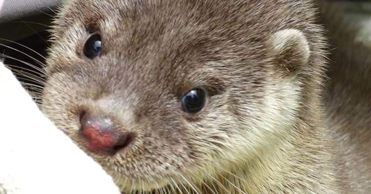 Kinmen: Otter Spotting Tour Departing from Kinmen City - Klook