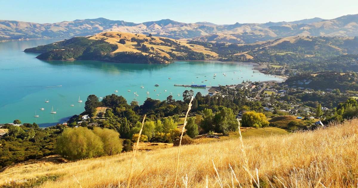 Scenic Nature Tour in Akaroa, New Zealand - Klook