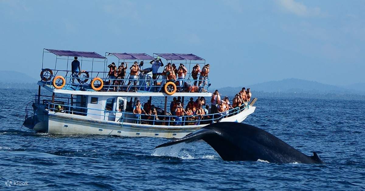 Whale and Dolphin Watching in Mirissa - Klook