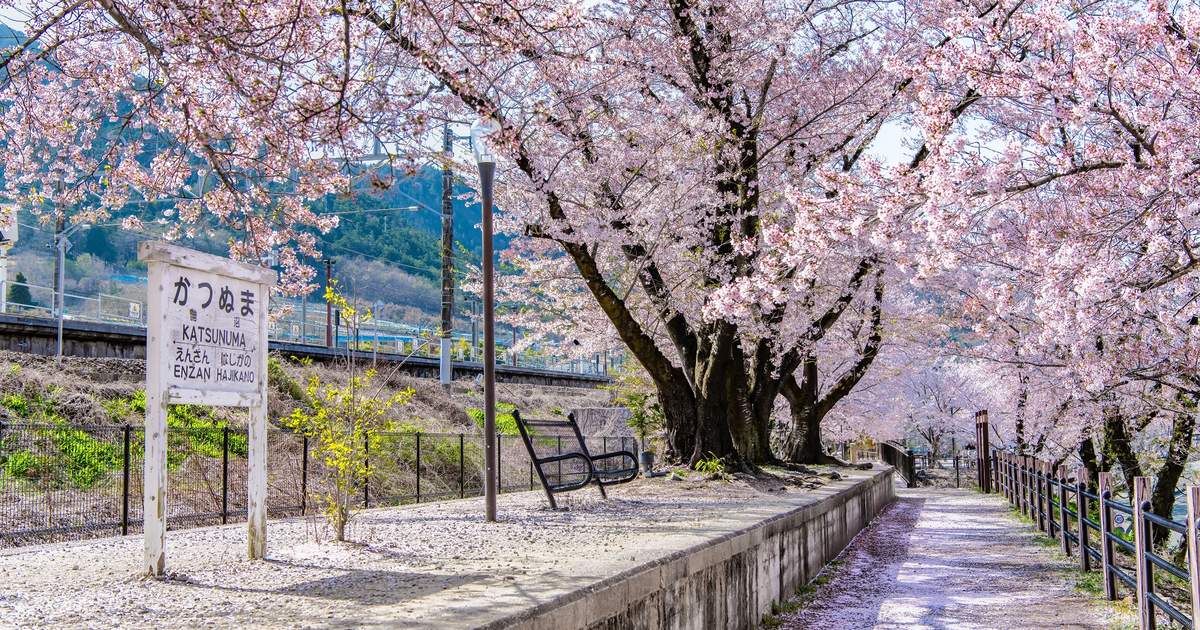 Lawatan Seharian Yamanashi Cherry Blossom｜Tiga Tempat Melihat Bunga ...