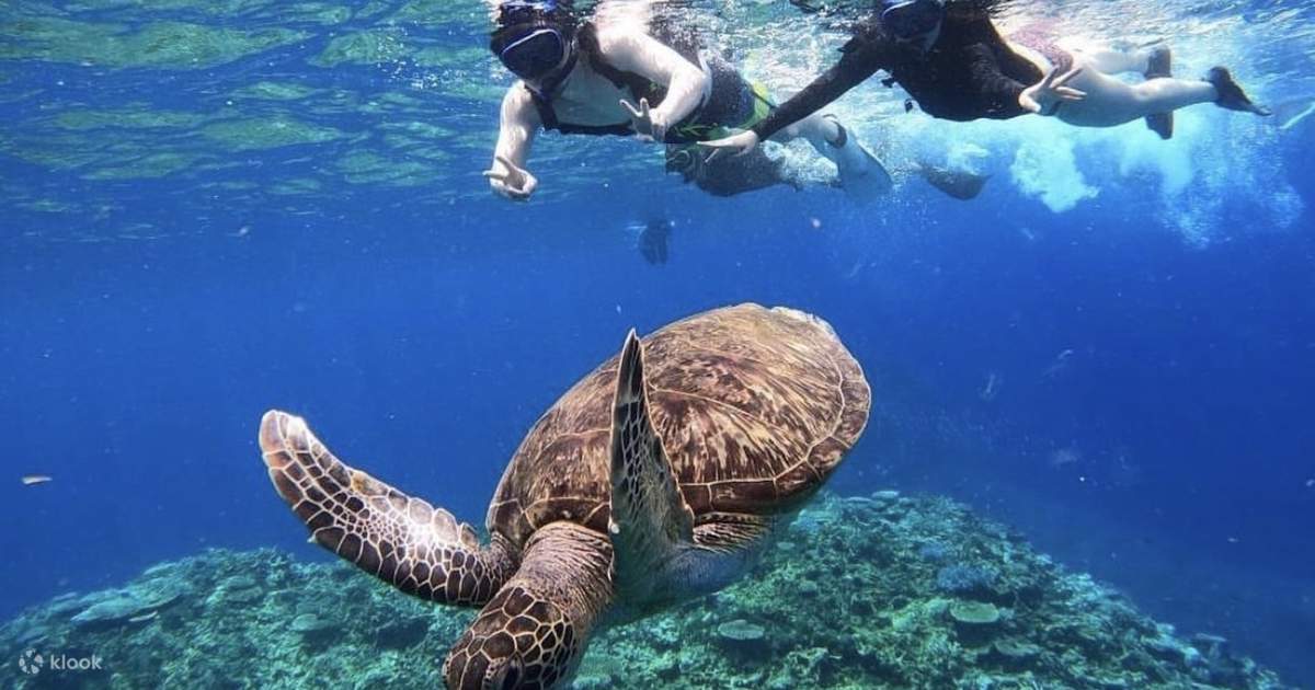Tour trải nghiệm 1 ngày lặn biển ngắm san hô ở đảo Barasu & chèo SUP ...
