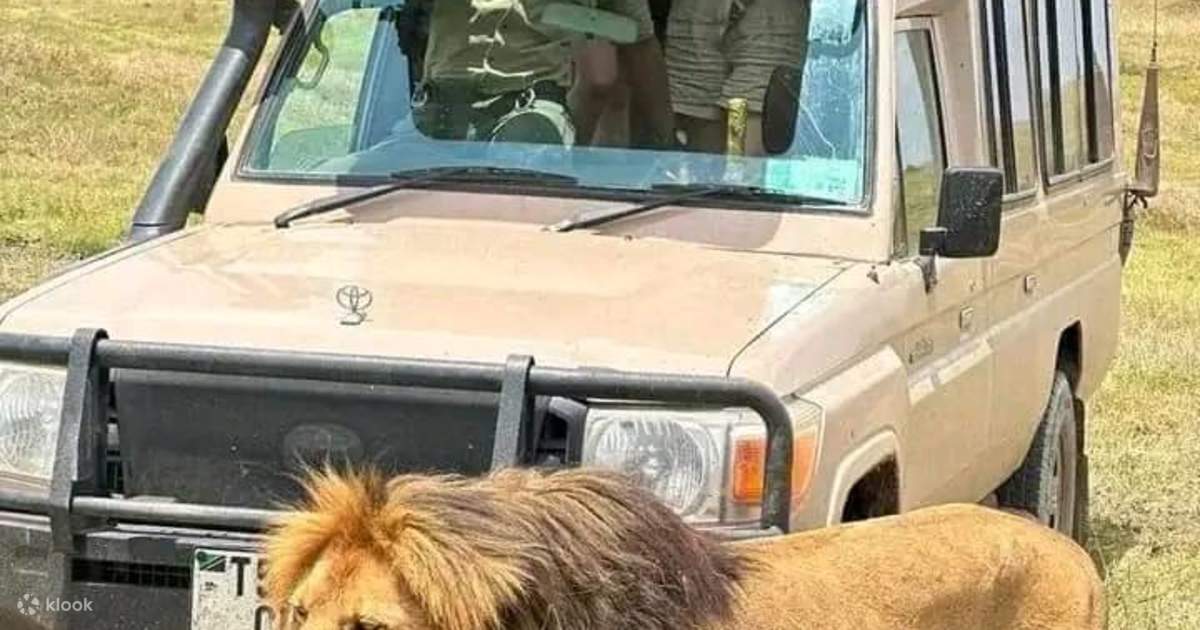 4 Days in Masai Mara – The Best African Safari Experience - Klook ...