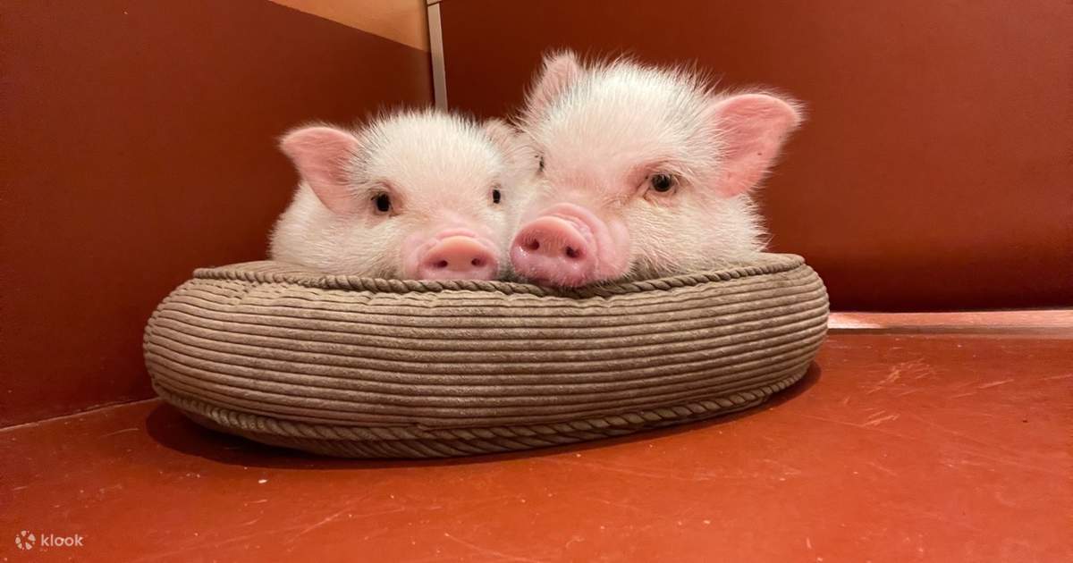 Reservasi online untuk kafe babi mini kamar yang sepenuhnya pribadi ...