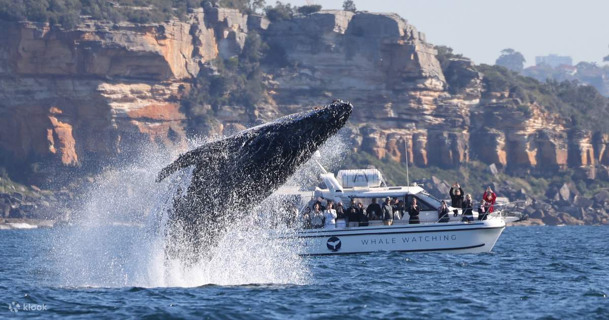2-Hour Ocean Whale Watching Experience from Barangaroo - Klook