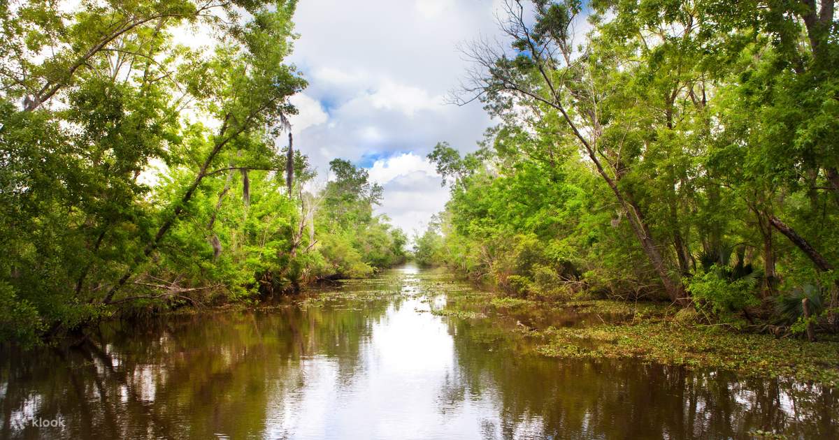 Swamp and Bayou Sightseeing Boat Tour with Transportation from New ...