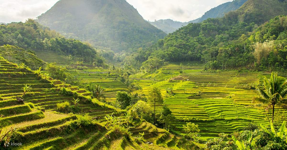 Selogriyo Temple and Java Rice Terraces Tour - Klook Estados Unidos