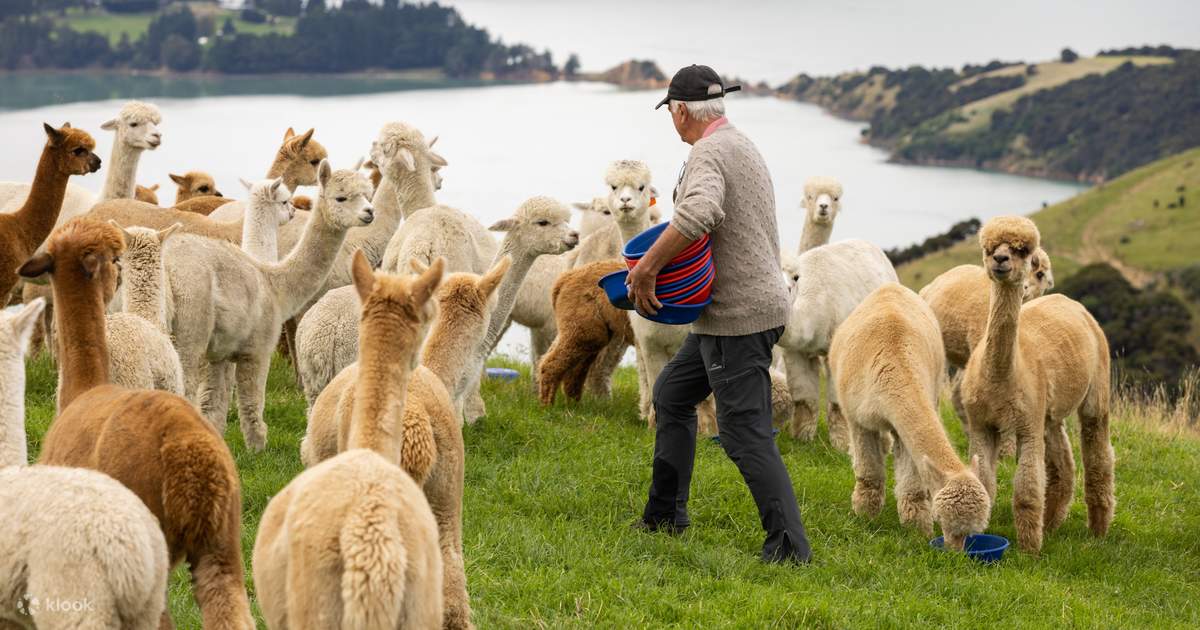 Akaroa Shamarra Alpaca Farm Tour - Klook