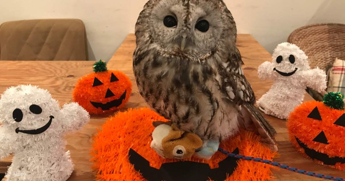 Tokyo Owl Cafe HOOT HOOT - 클룩 KLOOK 한국