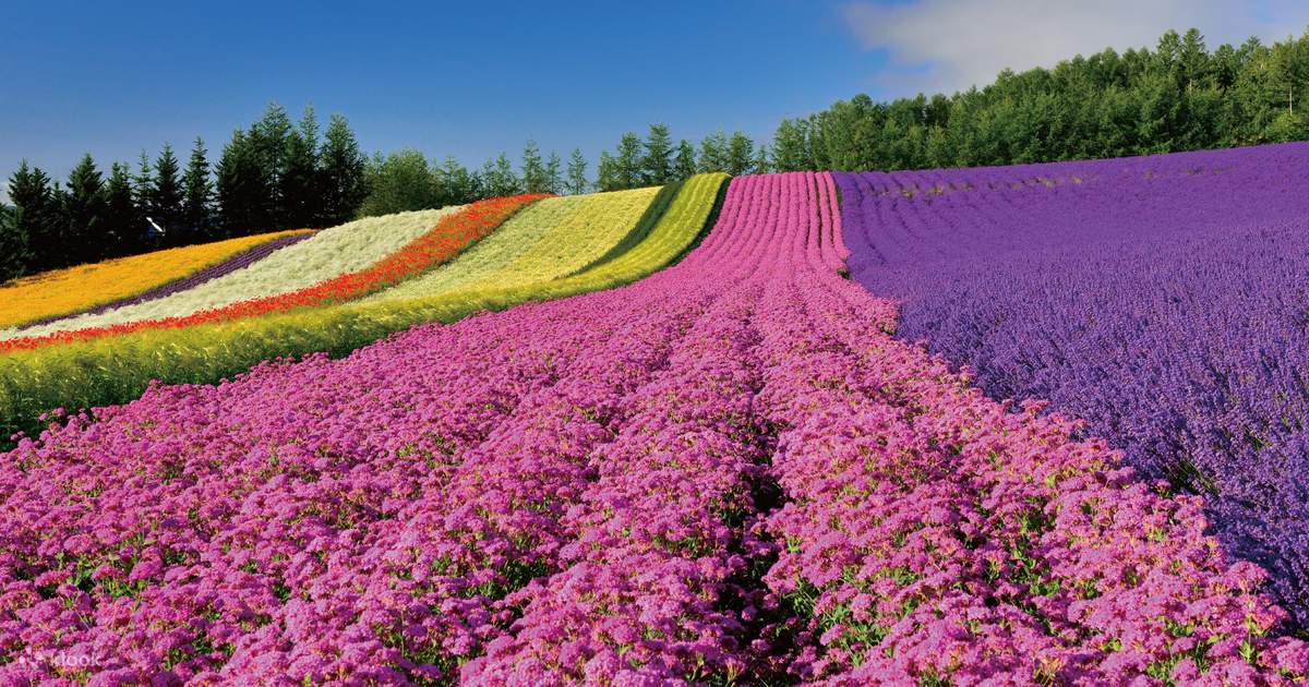 Hokkaido, Sapporo, dan Furano Biei Join In Day Guided Tour - Klook ...