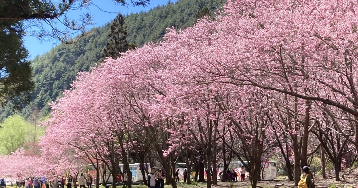 Tur Satu Hari Musim Bunga Sakura Wuling Farm (Berangkat dari Kota ...