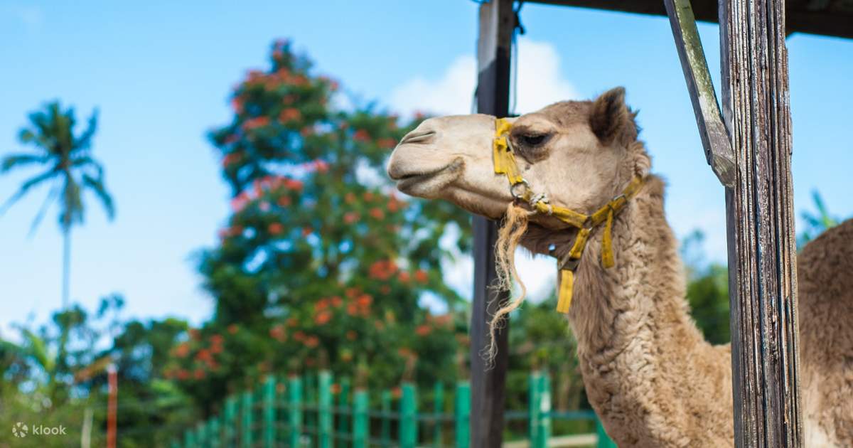 Biglietto d'ingresso Paradizoo a Tagaytay, Filippine - Klook Stati Uniti
