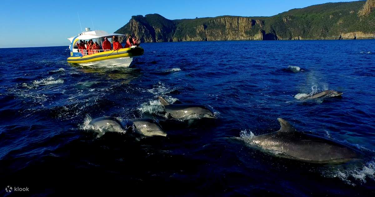 Tasman Island Cruise - Klook