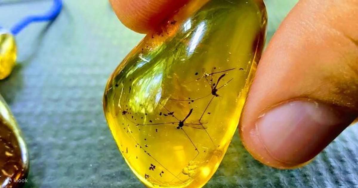 Amber Route & Yanigua Tour from Santo Domingo - Klook, Vereinigte Staaten