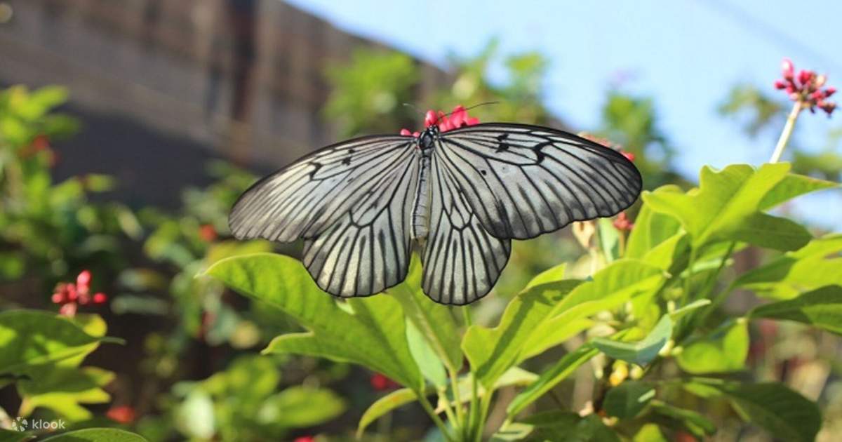 Kemenuh Butterfly Park di Bali - Klook Indonesia