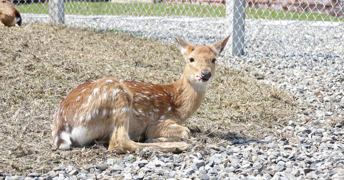 Yilan Grandpa Deer Farm Admission Ticket - Klook Singapore