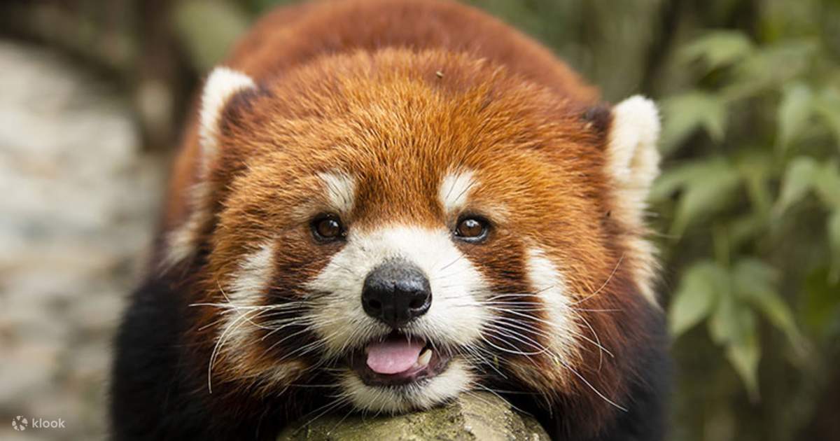 Tur satu hari Chengdu Dujiangyan + Lembah Panda (melihat proyek ...