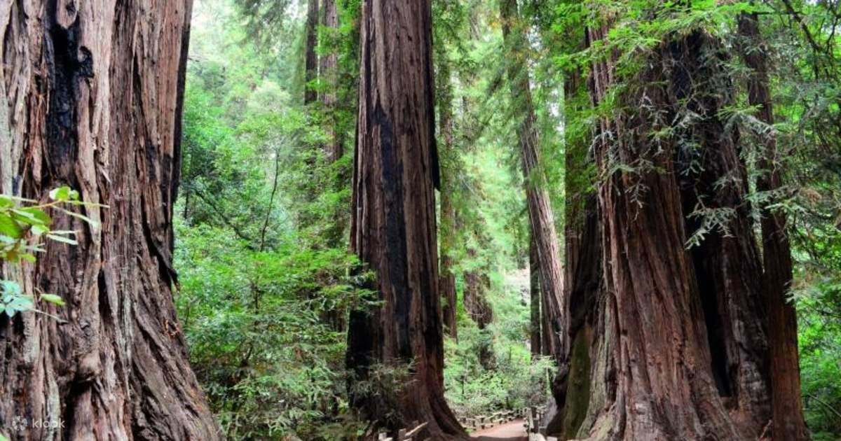 Muir Woods and Sausalito Tour with Bay Cruise from San Francisco - Klook