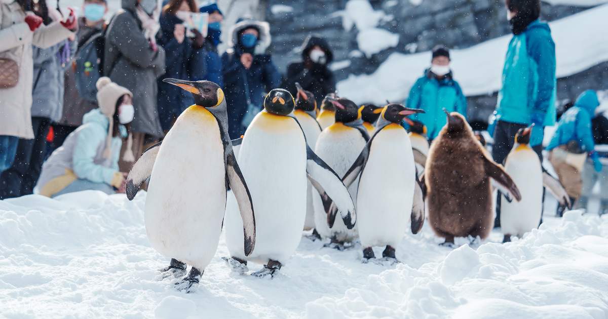 Mini Group for 9 People·Hokkaido Asahikawa & Biei One Day Tour - Klook ...