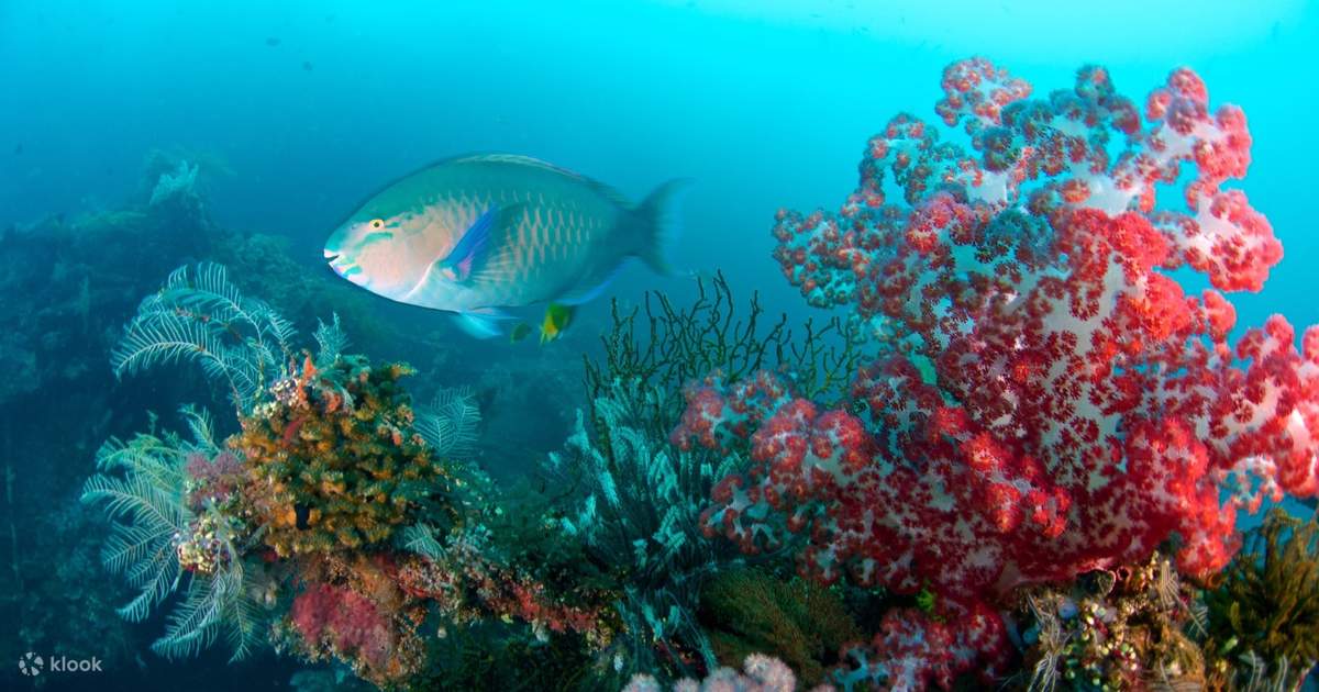 Discover Scuba Diving in Bohol - 클룩 KLOOK 한국