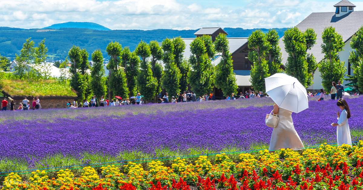 Roller Coaster Road & Biei Blue Pond & Shikisai no Oka & Farm Tomita ...