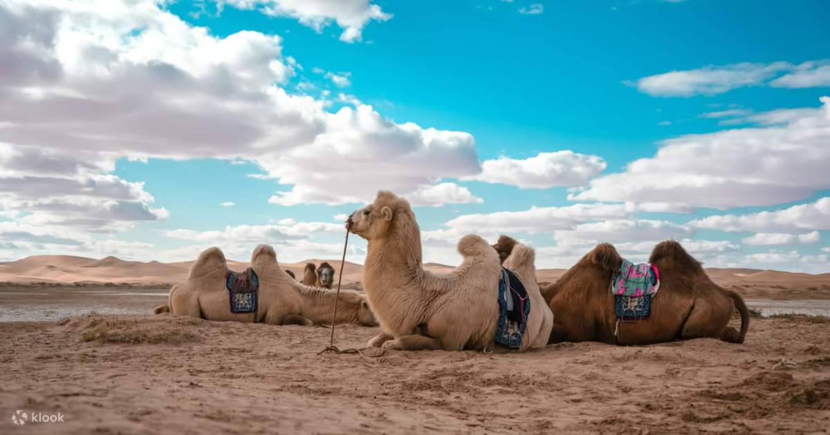 5-Day Private Tour of Ningxia (Zhenbeibao Film City + Helan Mountain ...