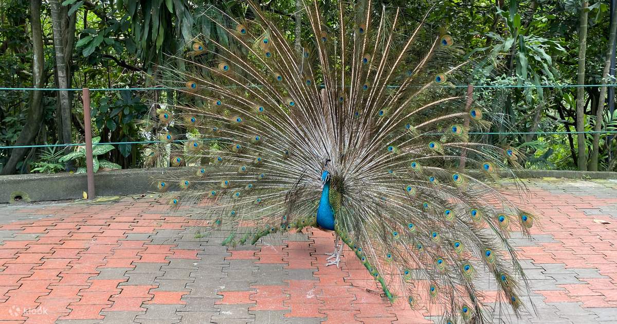 Discover Kuala Lumpur: KL Bird Park, Central Market, and Chinatown Day ...