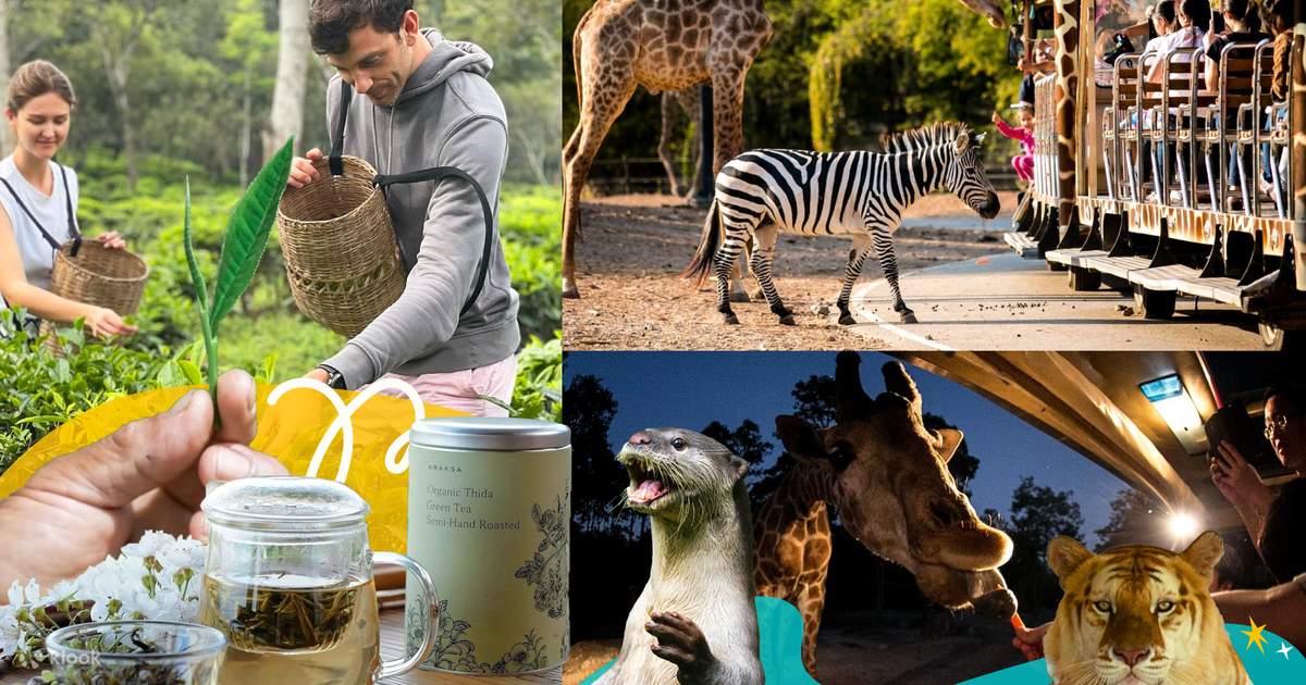 Araksa Tea Experience and Chiang Mai Night Safari Half Day Tour - Klook