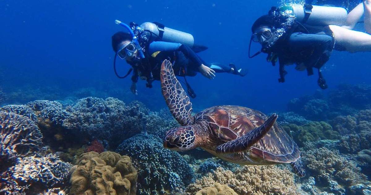 Guam Best Boat Diving for Certified Divers only - Klook