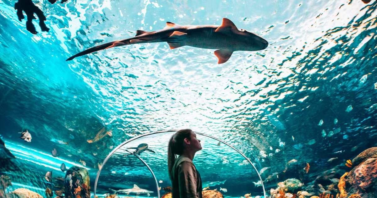 Ripley's Aquarium of Canada: Sharks After Dark - Klook