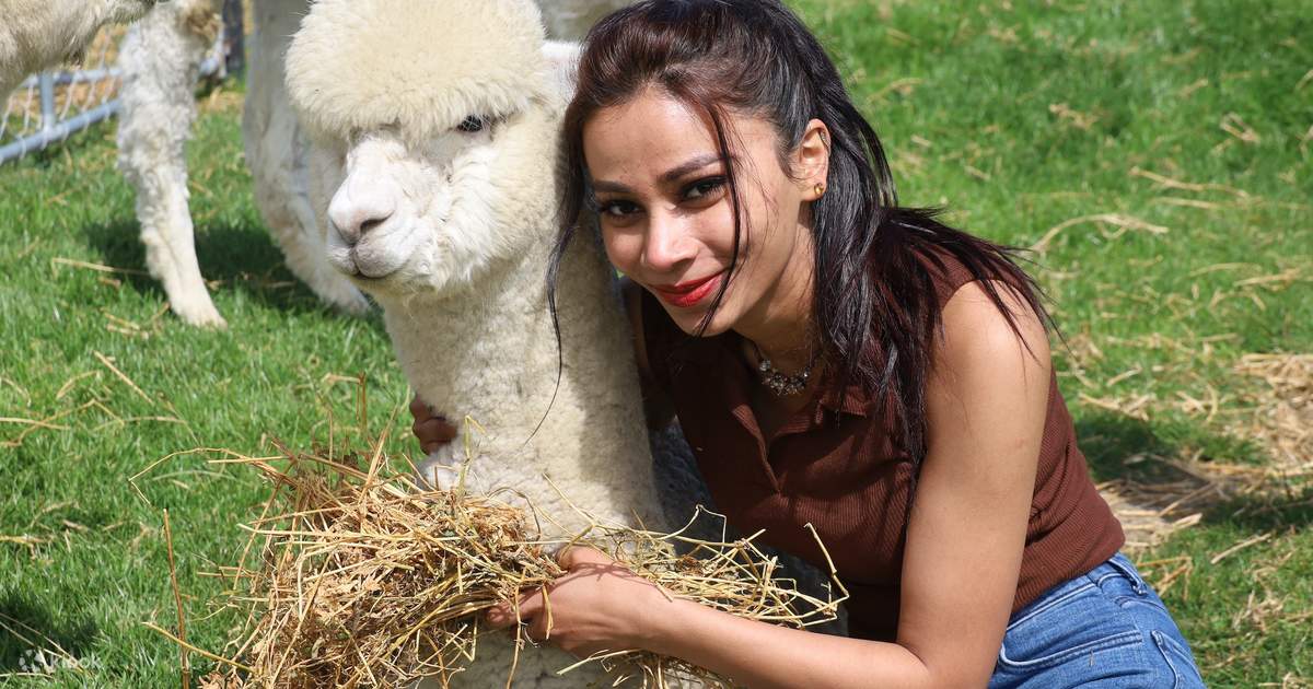 Alpaca Farm Tour - Silverstream Alpaca - Kaiapoi - Klook Singapore