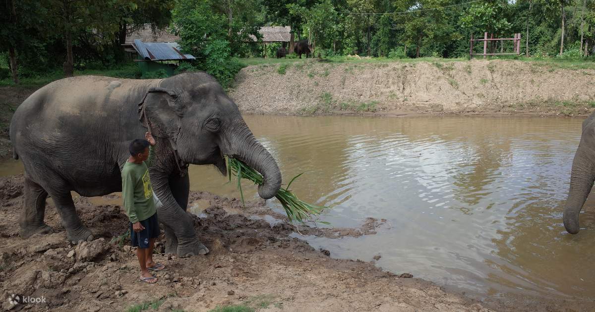 Kanchanaburi Elephant World Private Tour From Bangkok - Klook Philippines
