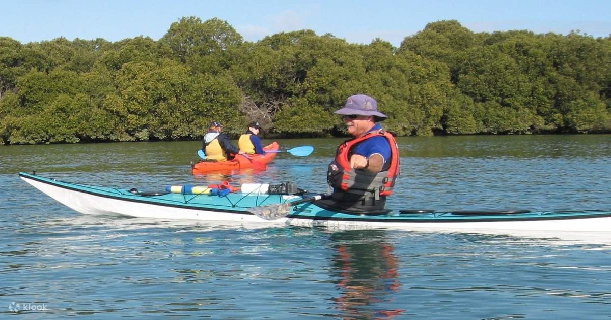 Dolphin Sanctuary and Ships Graveyard Kayak Tour - Klook United States