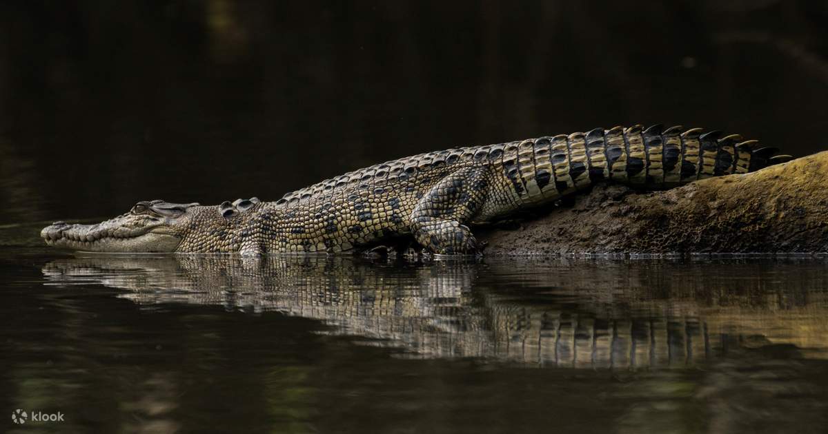 Aboriginal Cultural Fishing and Daintree River Cruise Full Day Tour - Klook