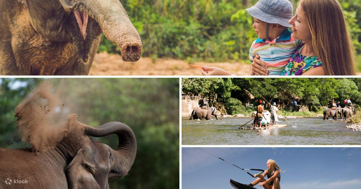 Elephant Jungle Journeys: Chiangmai's Best Budget Deals Await! - Klook ...