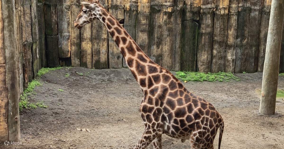 Avilon Zoo Ticket in Rizal - Klook United States