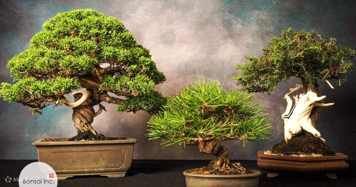 盆景工作坊 - Klook客路