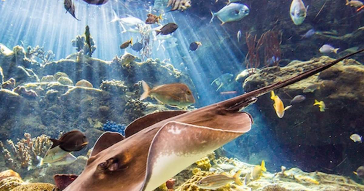 The Florida Aquarium Admission in Tampa (Skip-the-Line) - Klook