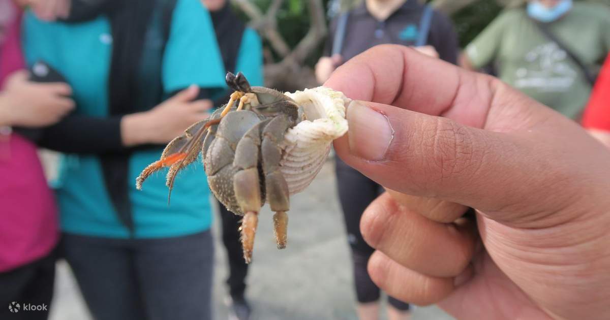 90 Minutes Beach and Tide Pool Walk in Desaru Walking Tour - Klook
