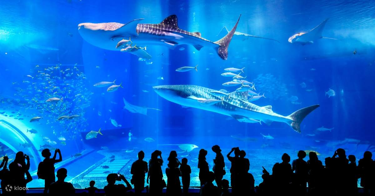 Book Okinawa Hip Hop Bus One Day Tour Online - Klook United States