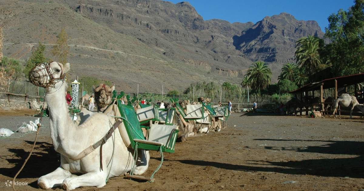 Camel Ride Experience with Tapas Lunch in South of Gran Canaria - Klook ...