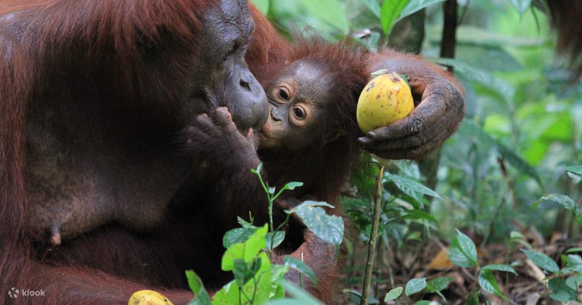 Bukit Merah Orang Utan Island Foundation Tour in Perak - Klook New Zealand