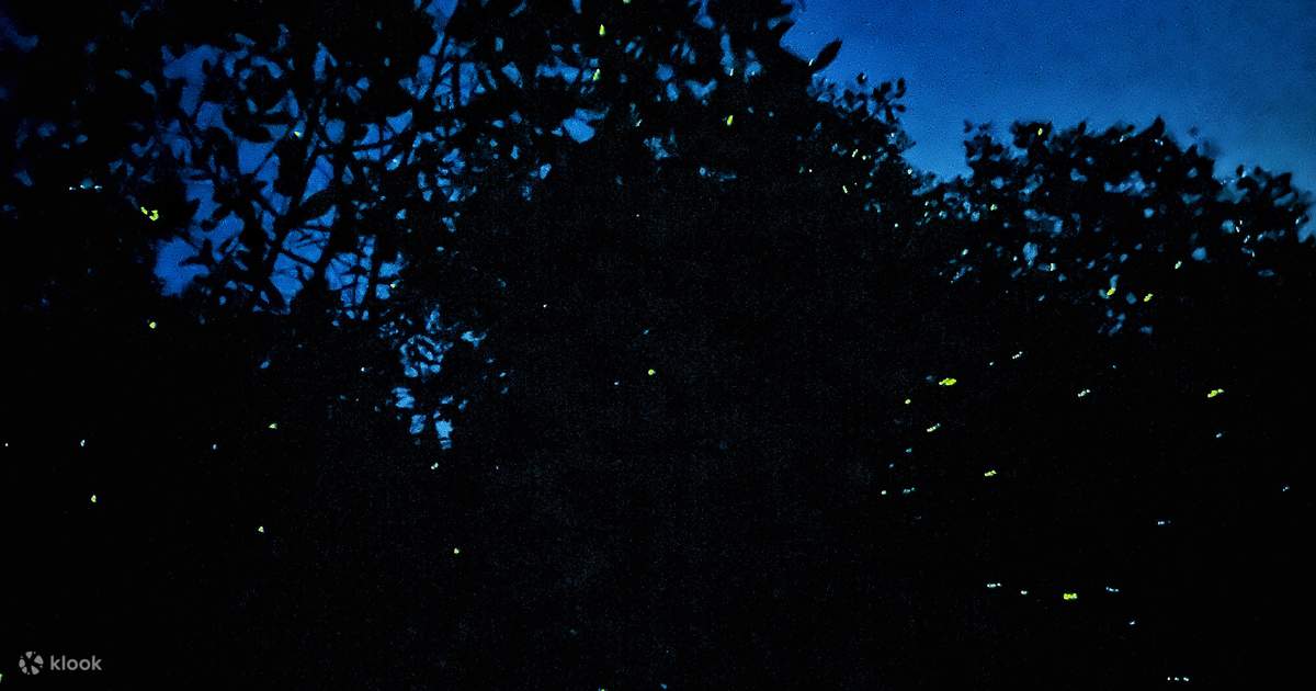 Kuala Selangor Fireflies Tour with Seafood Dinner and Boat Trip - Klook ...