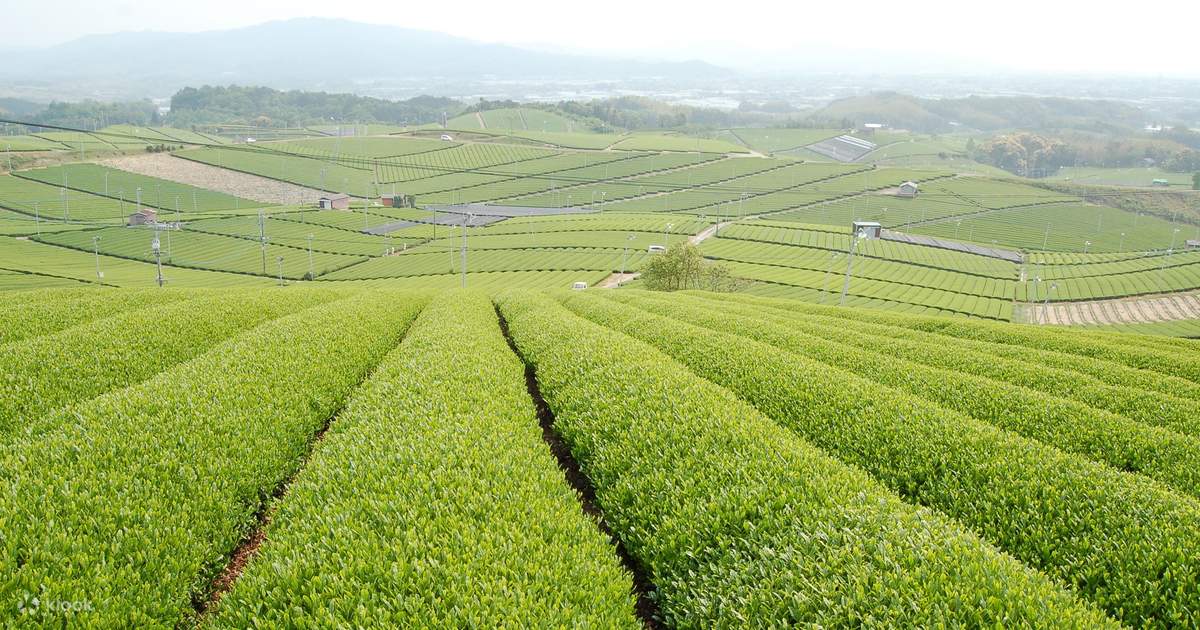 YokaBus Heritage in a Cup: Yame Tee- und Sake-Verkostungsexpedition ...